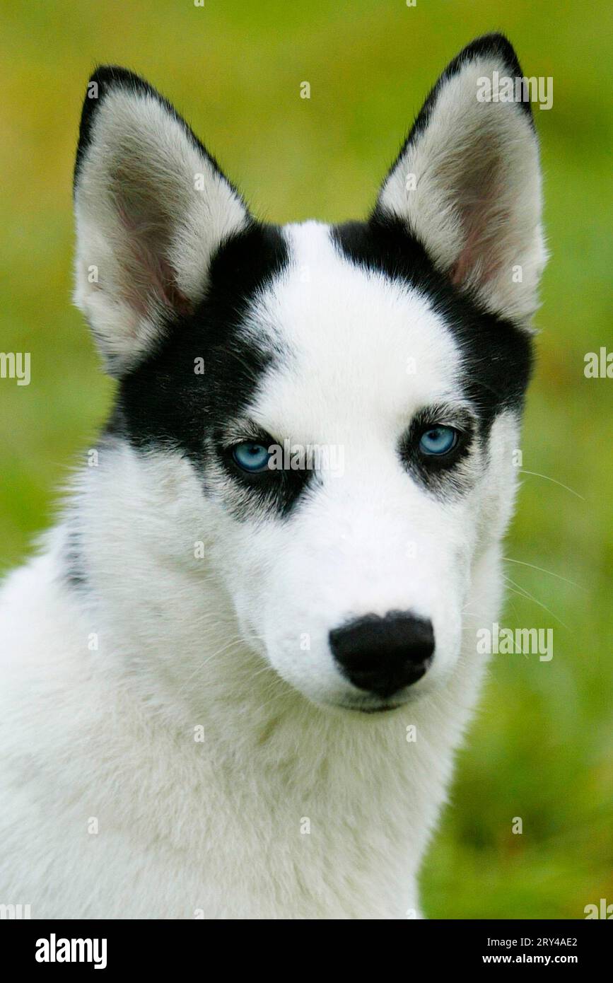 Piebald Siberian Husky