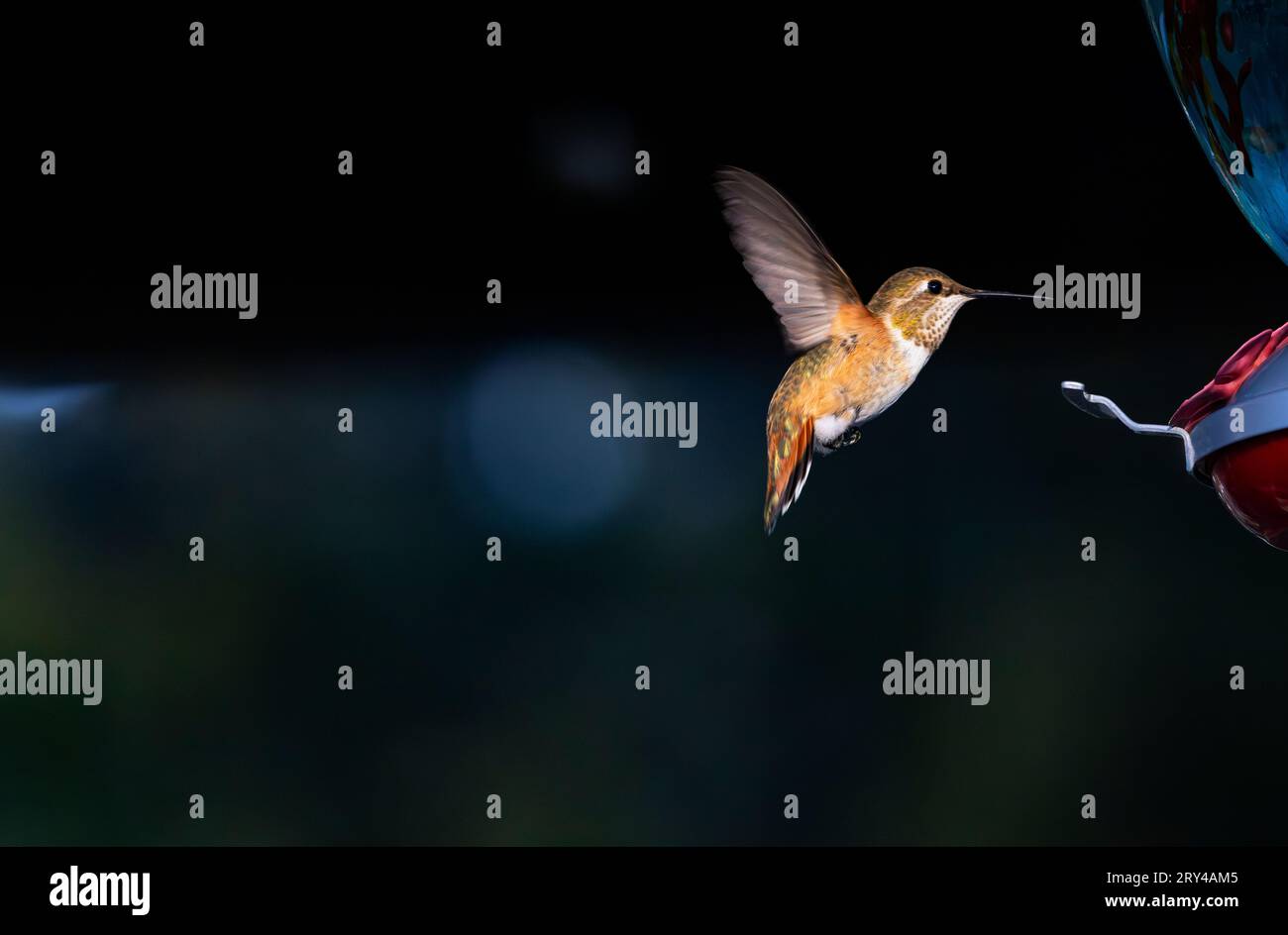 Background with dark copy space on left with flying Rufous Hummingbird ...