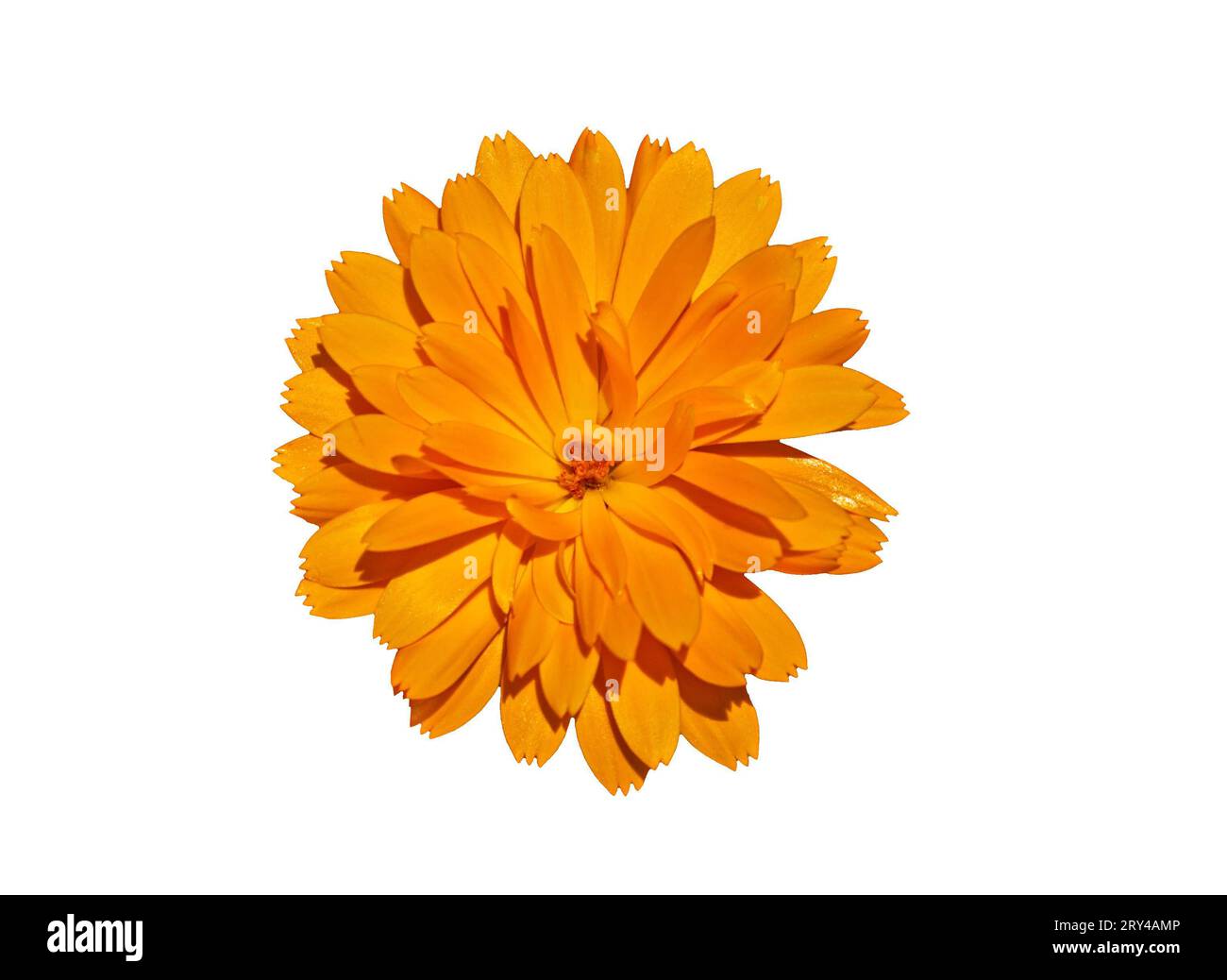 Beautiful Orange Calendula flower isolated on white background ...