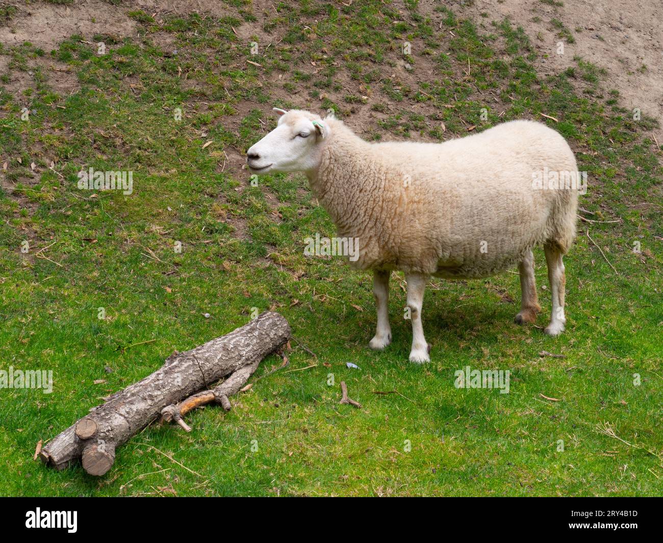 Sheep on grass hi-res stock photography and images - Alamy