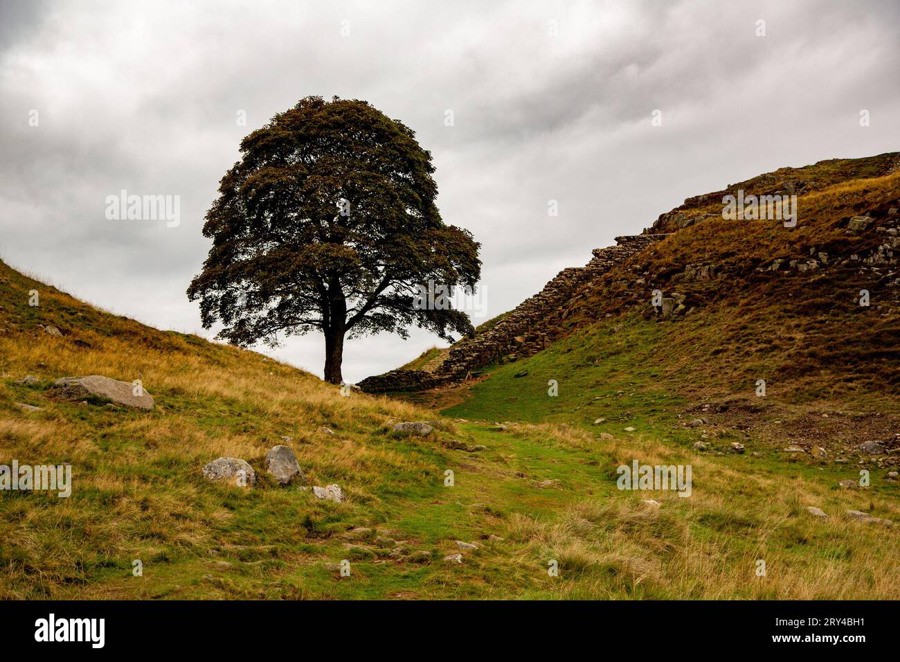 Sycamore Gap Tree, Hadrian's Wall in Northumberland, UK, before it was ...