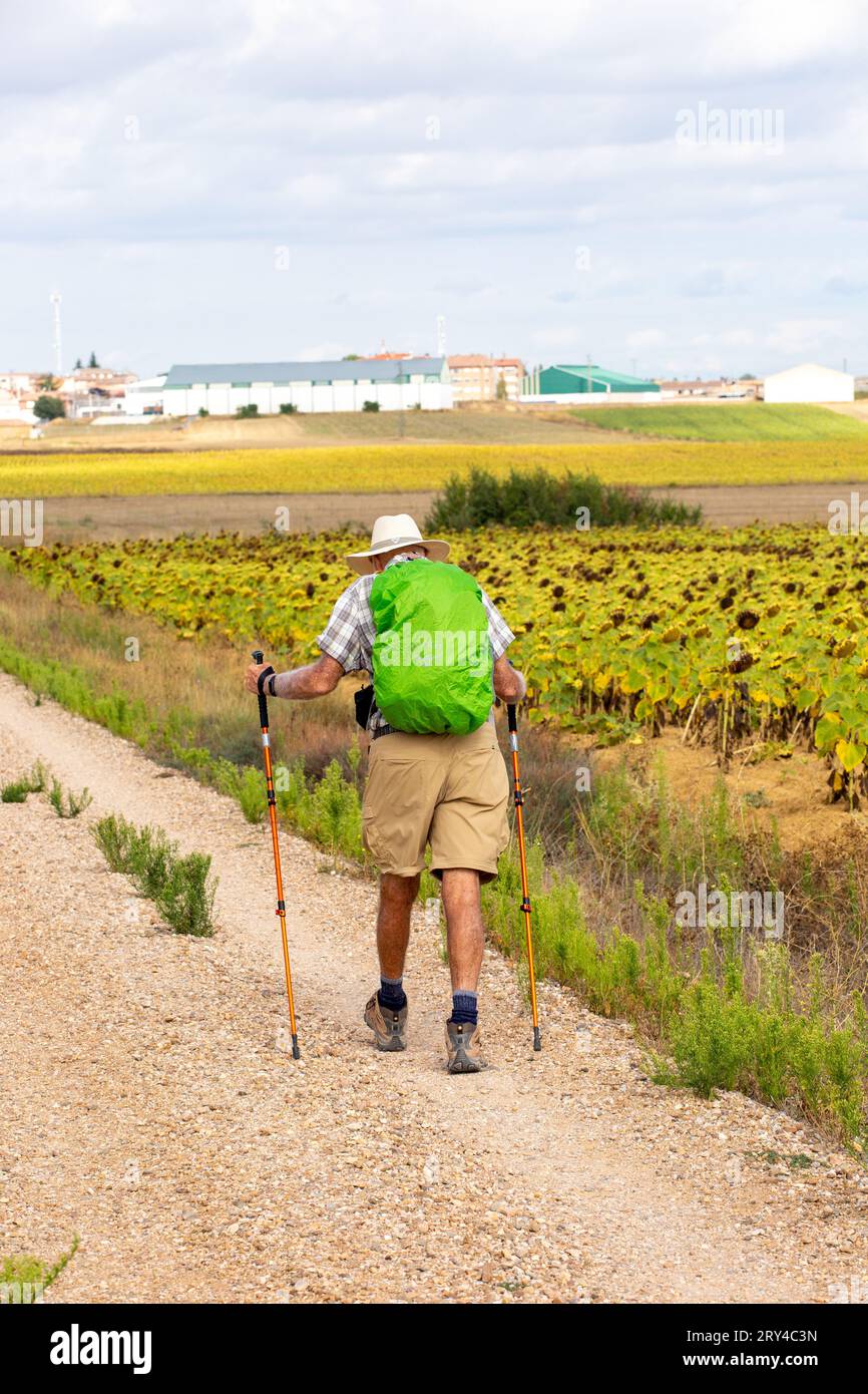 Pilgrims walking the Camino de Santiago, the way of St James pilgrimage ...