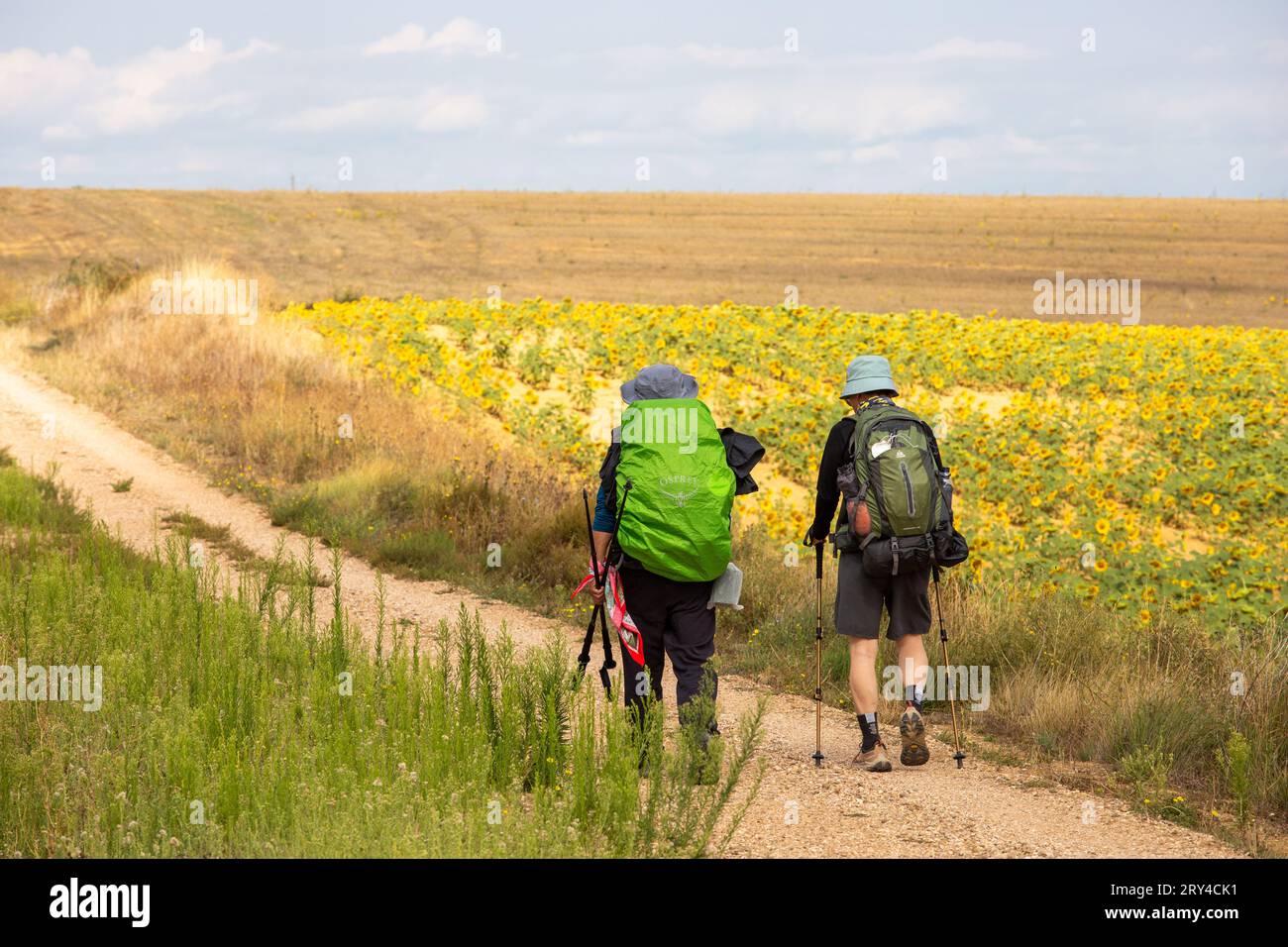 Pilgrims walking the Camino de Santiago pilgrimage route, the way of St ...