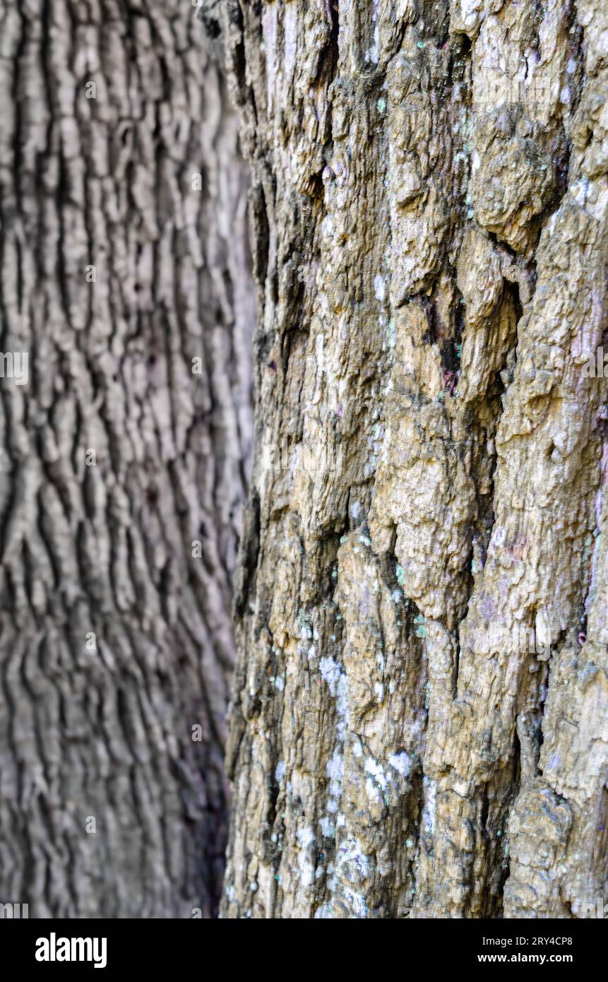 Photo of tree bark hi-res stock photography and images - Alamy