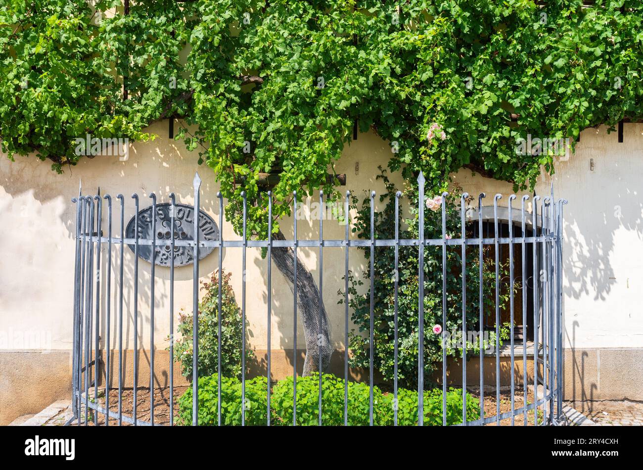 At over 400 years old, the old vine in Maribor is said to be the oldest ...