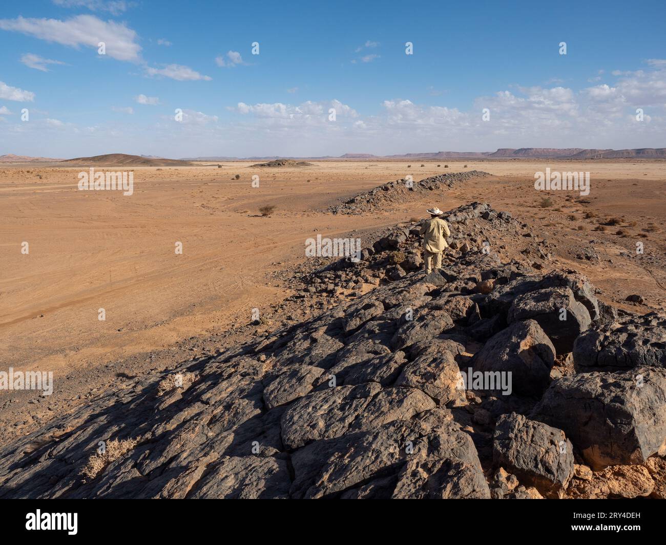 Silurian orthoceras limestone hi-res stock photography and images - Alamy