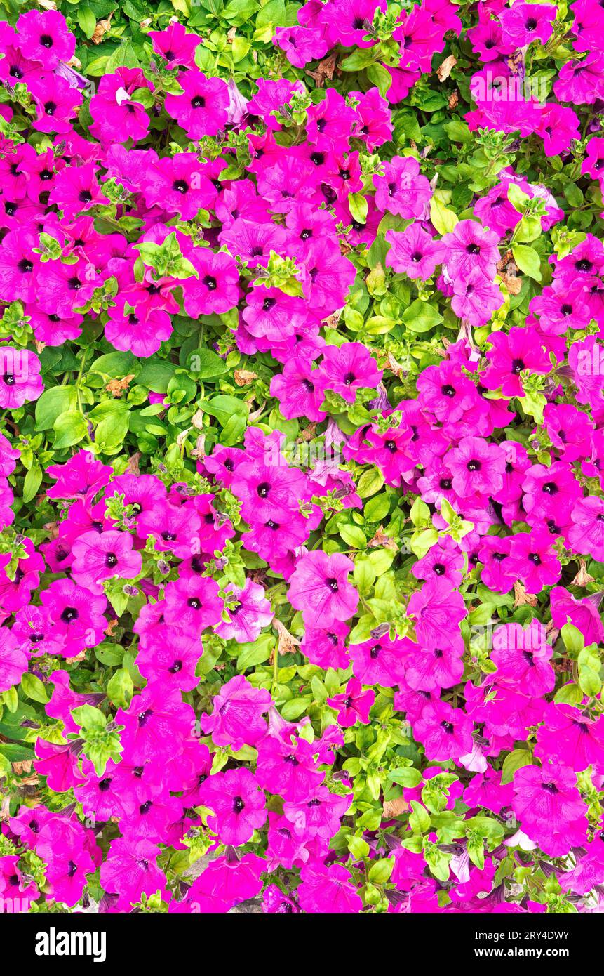 Blooming flower bed with purple flowers in Werdenberg, Switzerland ...