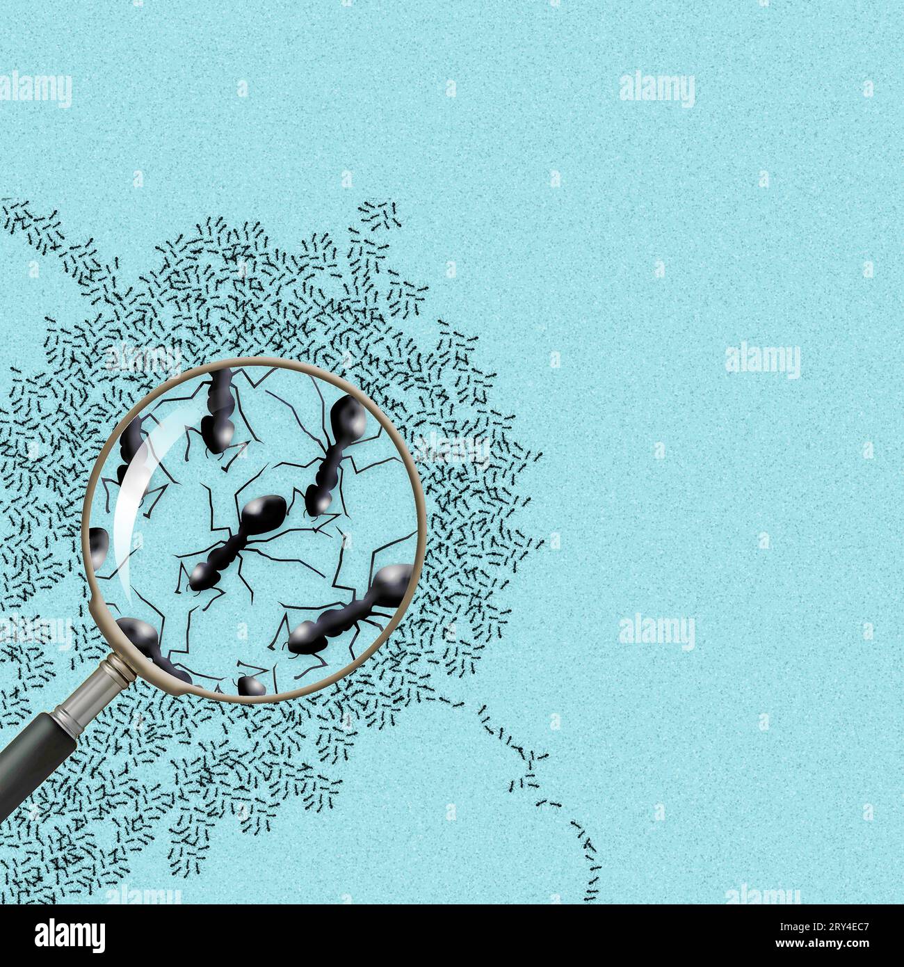 An infestation of black ants is seen under a magnifying glass in a 3-d ...