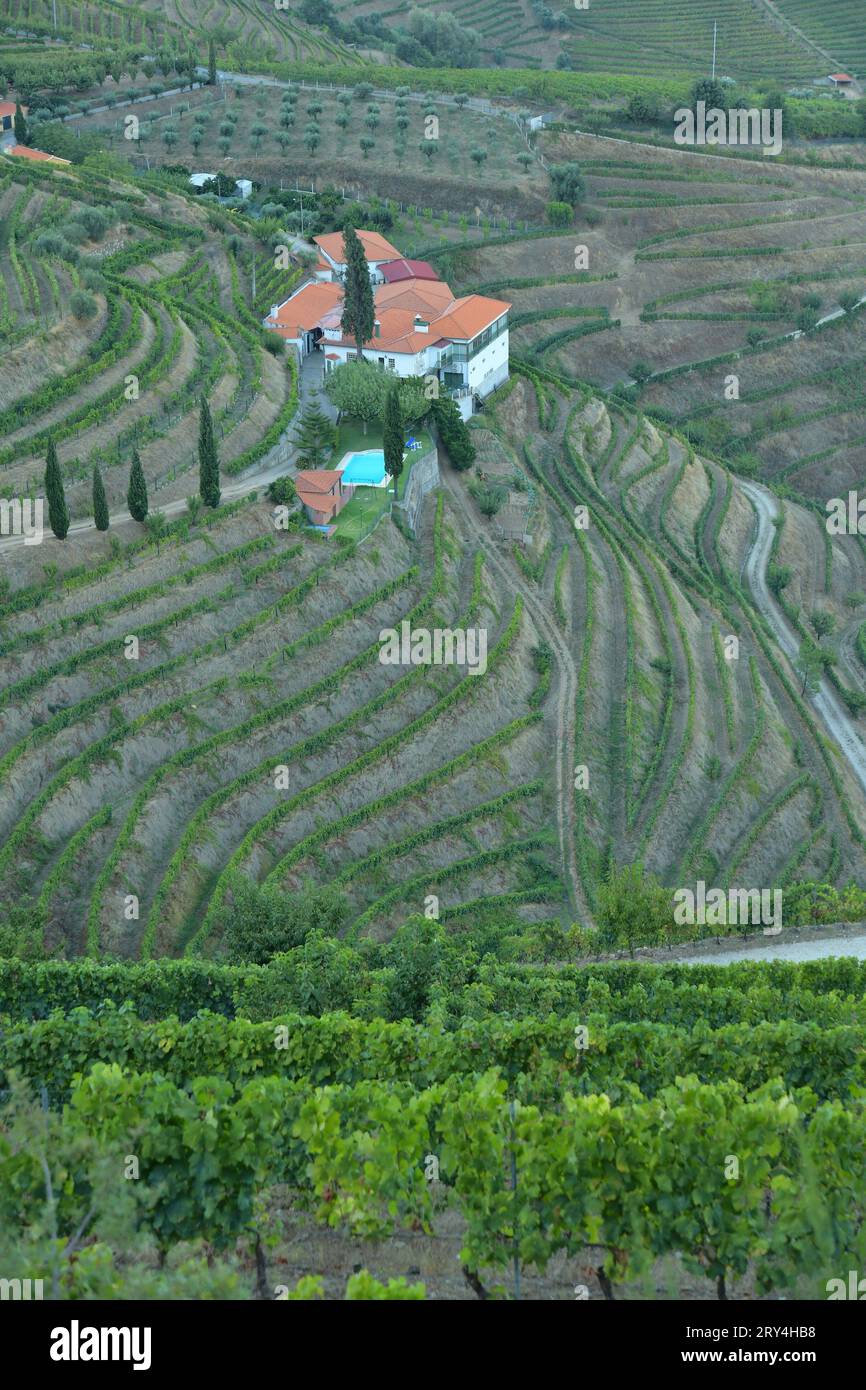 vineyards and charming native farms cling to the steep sides of the ...