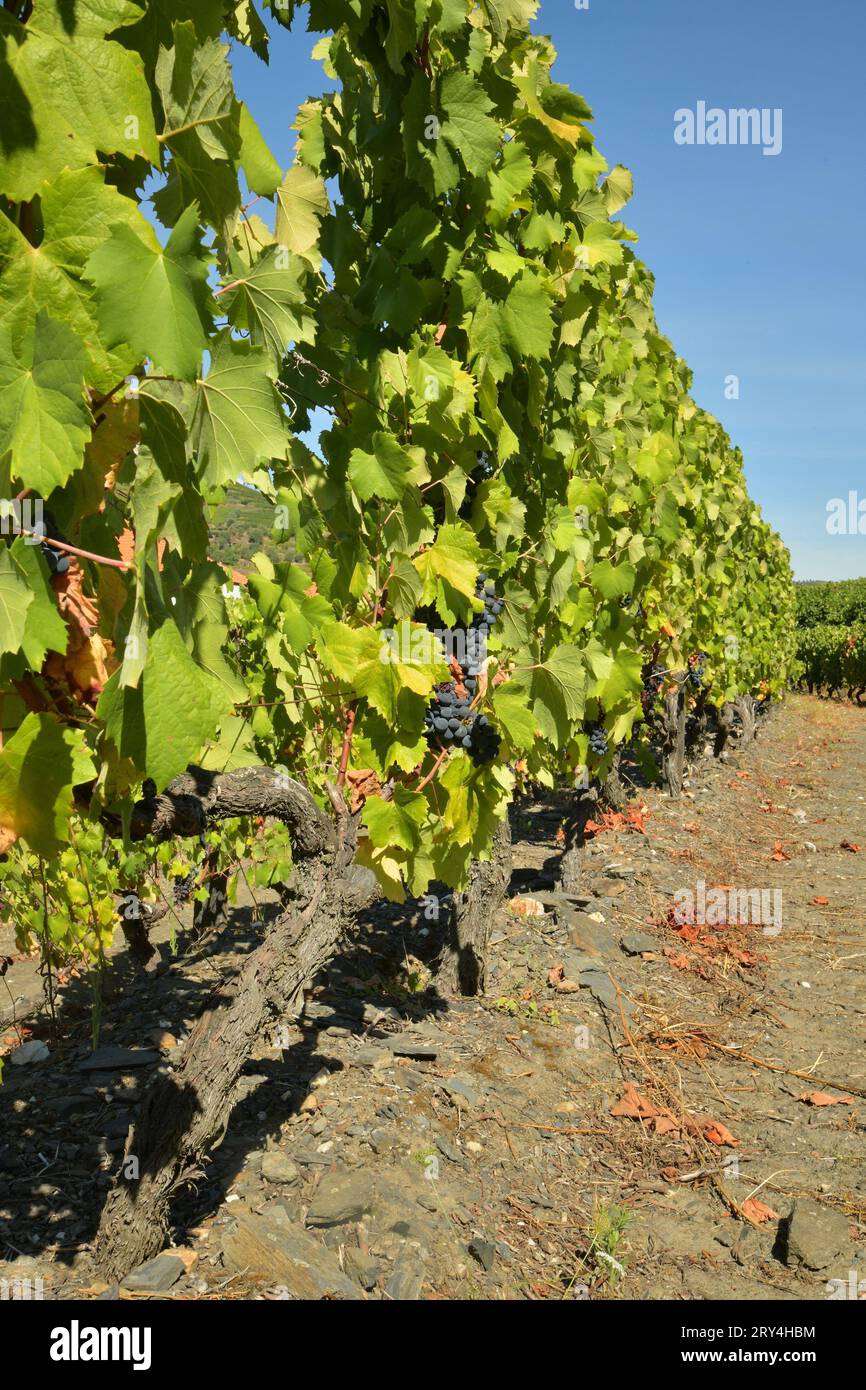 vineyards and charming native farms cling to the steep sides of the ...