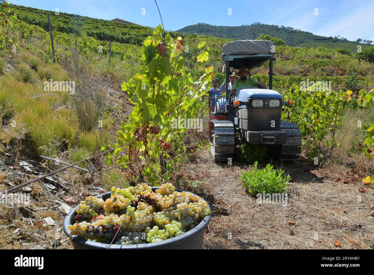 vineyards and charming native farms cling to the steep sides of the ...