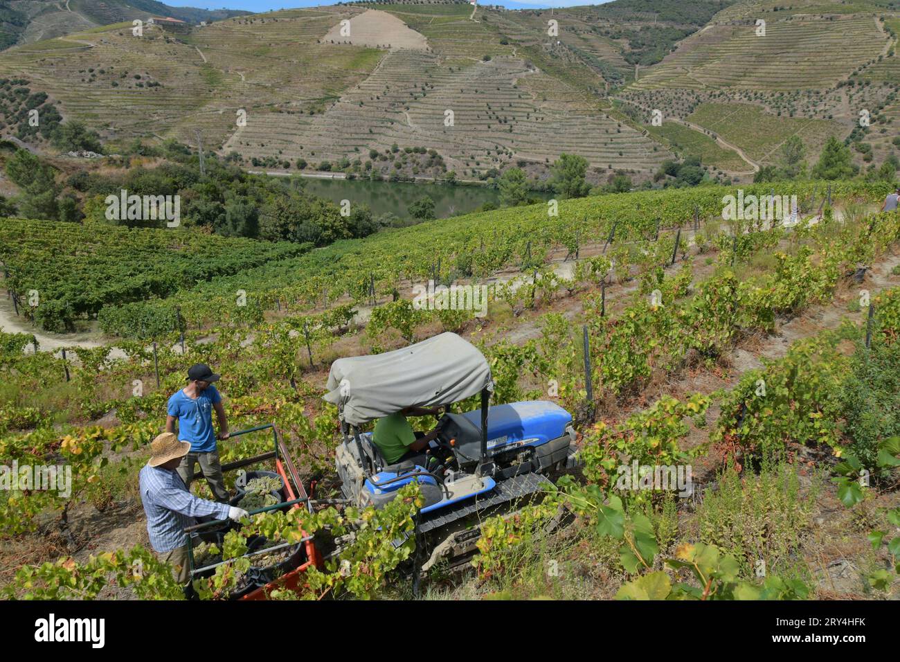 vineyards and charming native farms cling to the steep sides of the ...