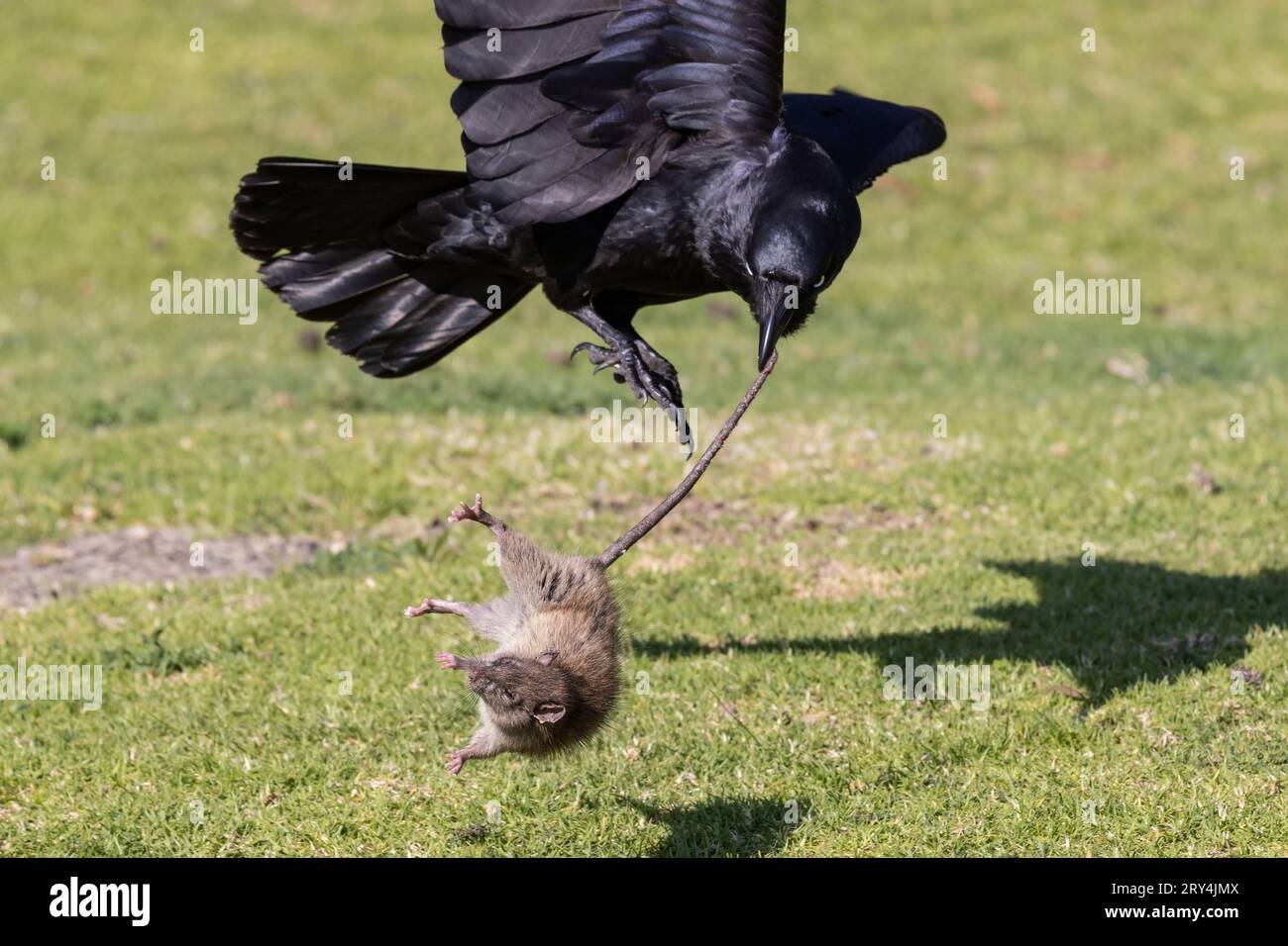 Australian Raven attacking a rat Stock Photo - Alamy