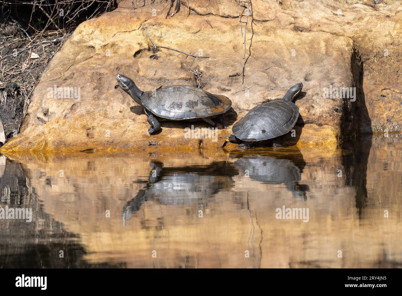 Australian Murray River Turtles basking on a rock beside a river Stock ...