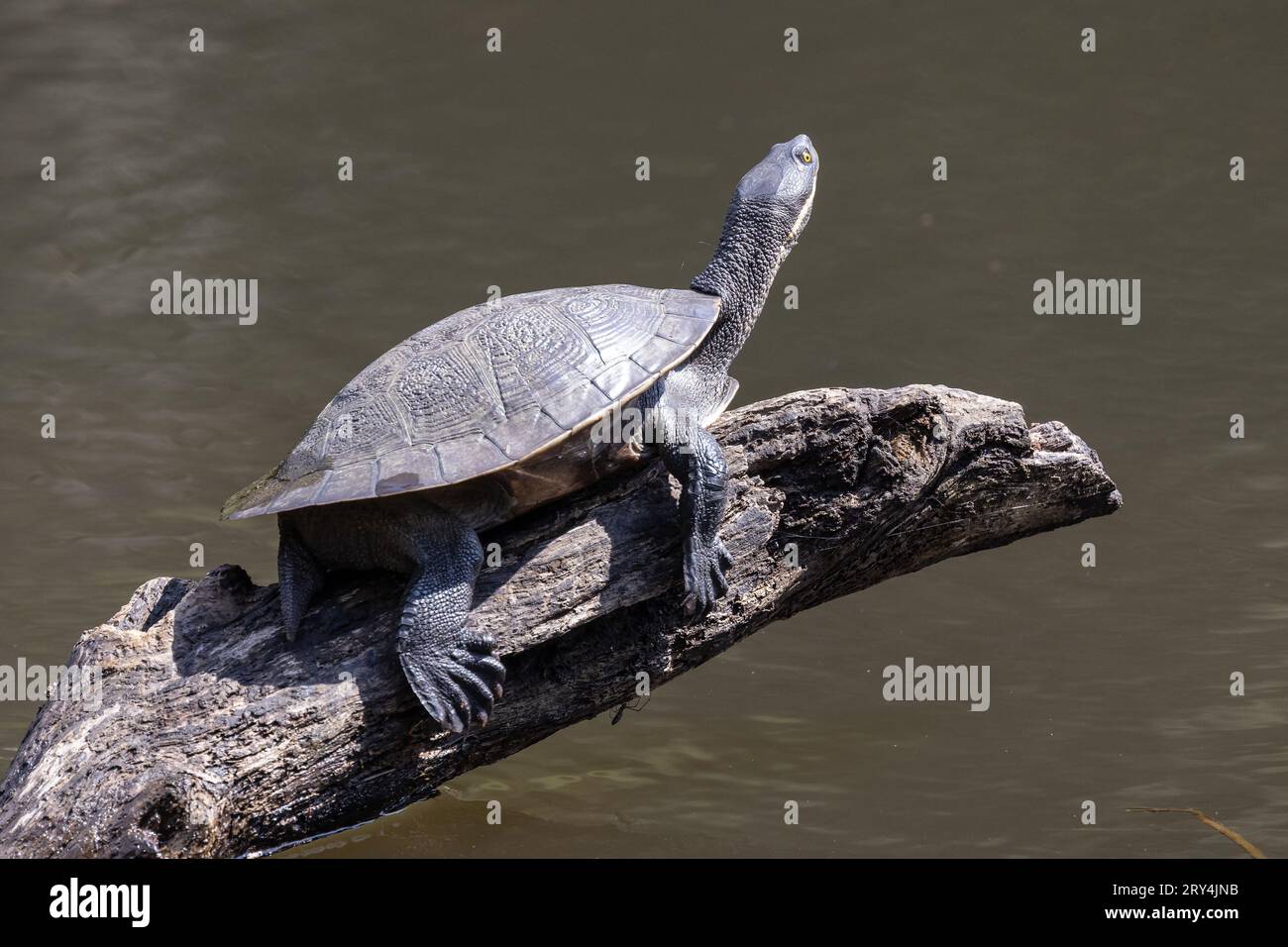 Australian Murray River Turtle basking on log in river Stock Photo - Alamy