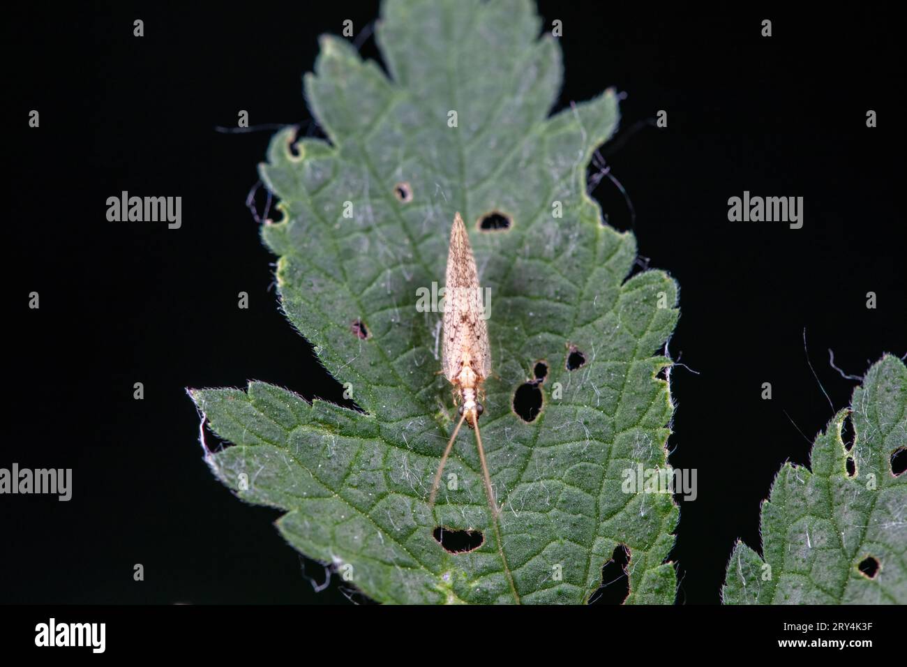 brown lacewing inhabits the leaves of wild plants Stock Photo - Alamy