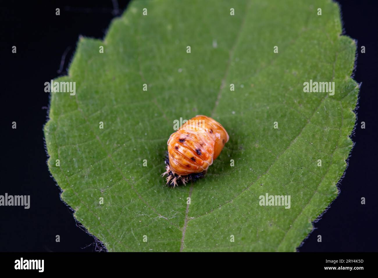 Ladybug pupae on wild plant leaves Stock Photo - Alamy