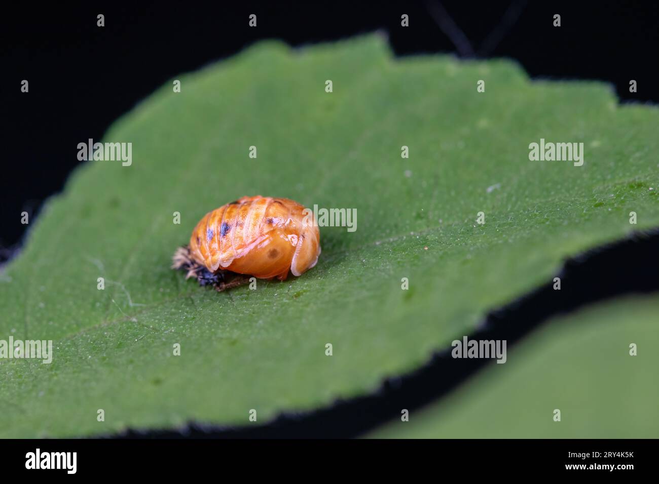 Ladybug pupae on wild plant leaves Stock Photo - Alamy