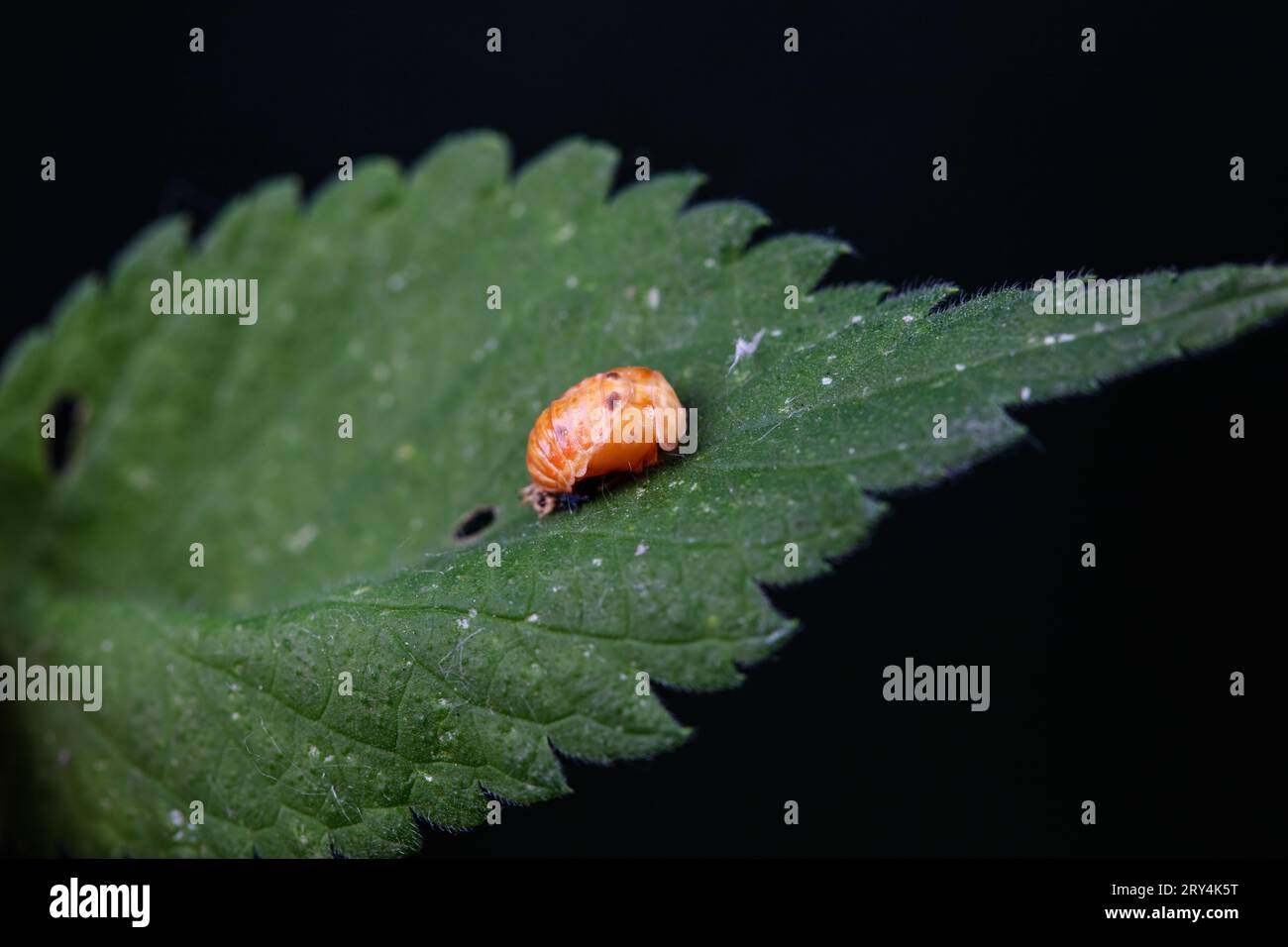 Ladybug pupae on wild plant leaves Stock Photo - Alamy