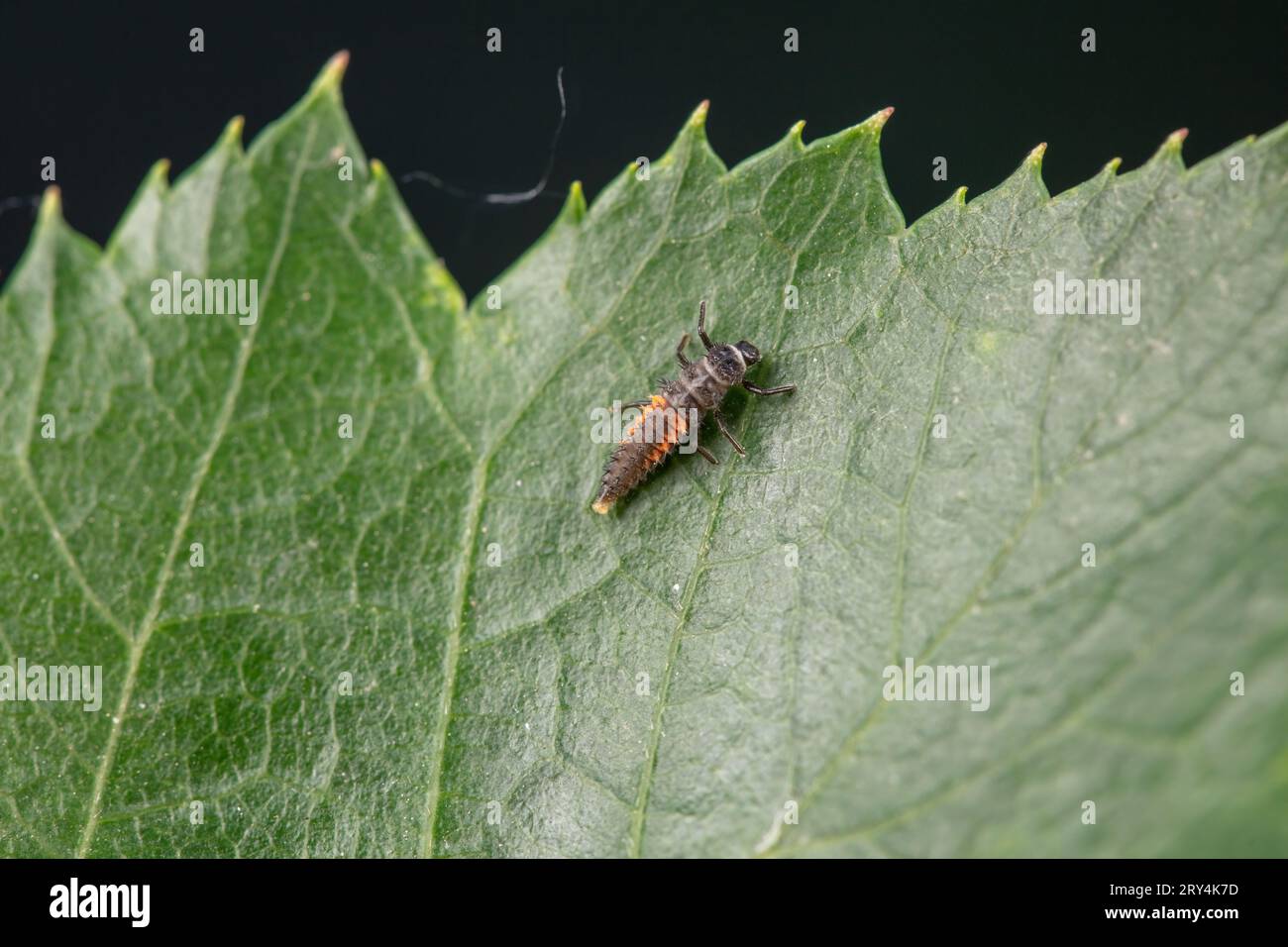 Ladybug larvae inhabit the leaves of wild plants Stock Photo - Alamy
