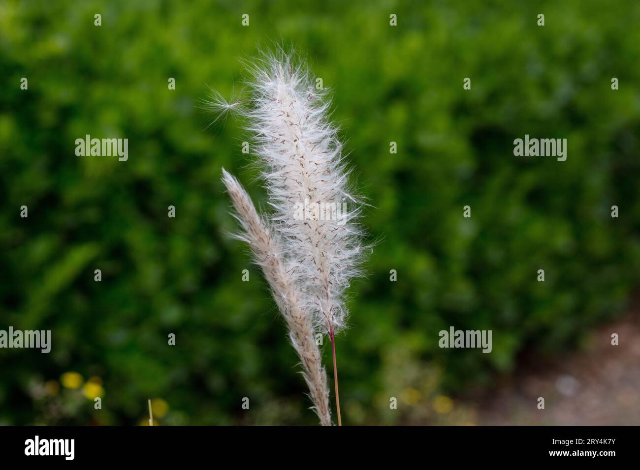 Wild fescue hi-res stock photography and images - Alamy