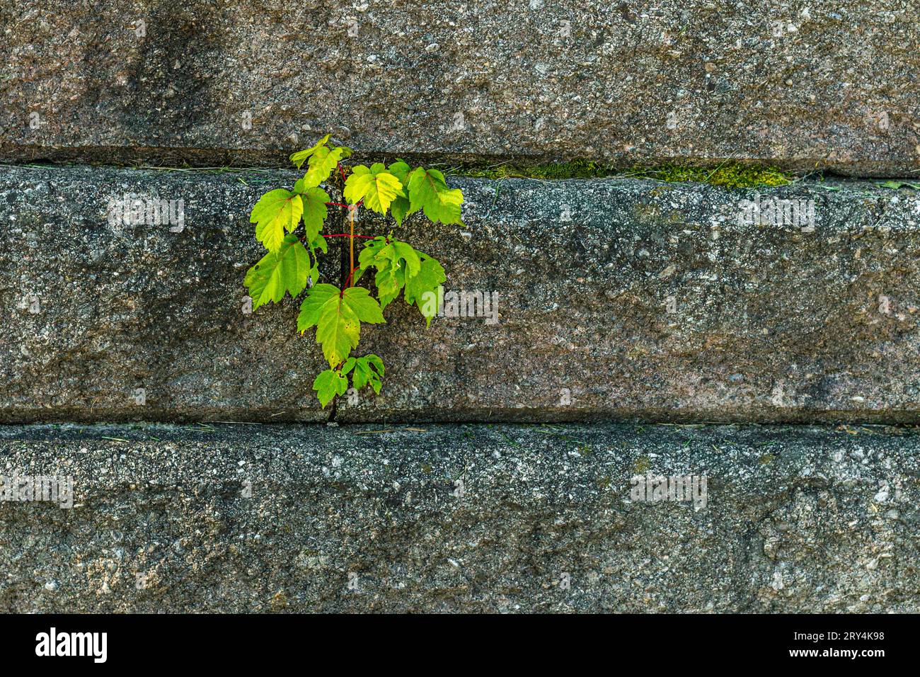 small maple tree grows up in the crack on stone wall , Fight for life ...