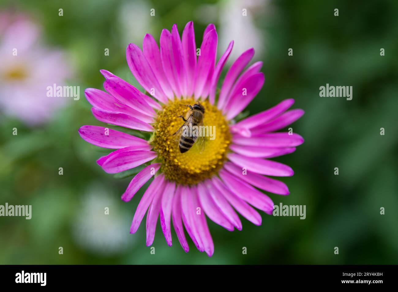 A honeybee collects pollen from a purple Aster flower on a summer day ...