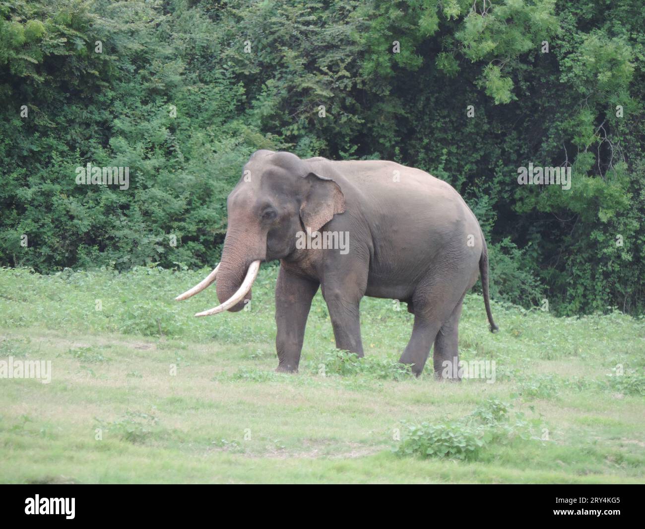 Sri Lankan Elephants and Tuskers in the Wild. Visit Sri Lanka Stock ...