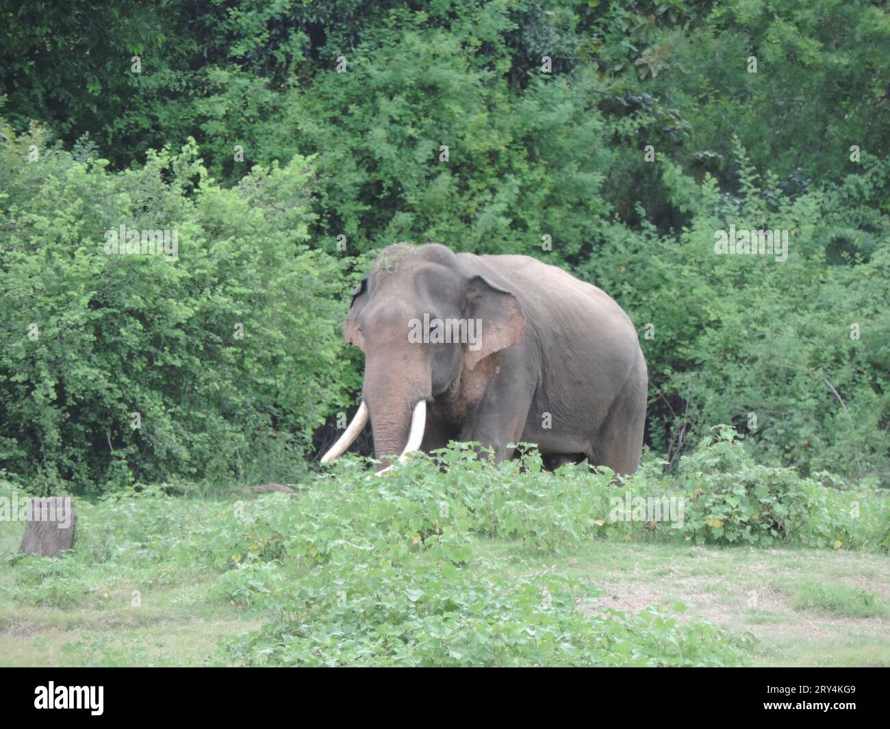Sri Lankan Elephants and Tuskers in the Wild. Visit Sri Lanka Stock ...