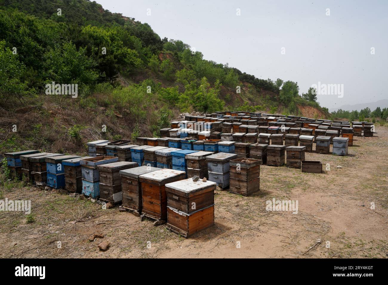 Rows of beehives on the hillside, North China Stock Photo - Alamy