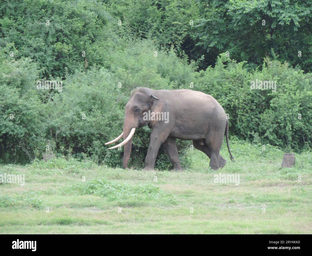 Sri Lankan Elephants and Tuskers in the Wild. Visit Sri Lanka Stock ...