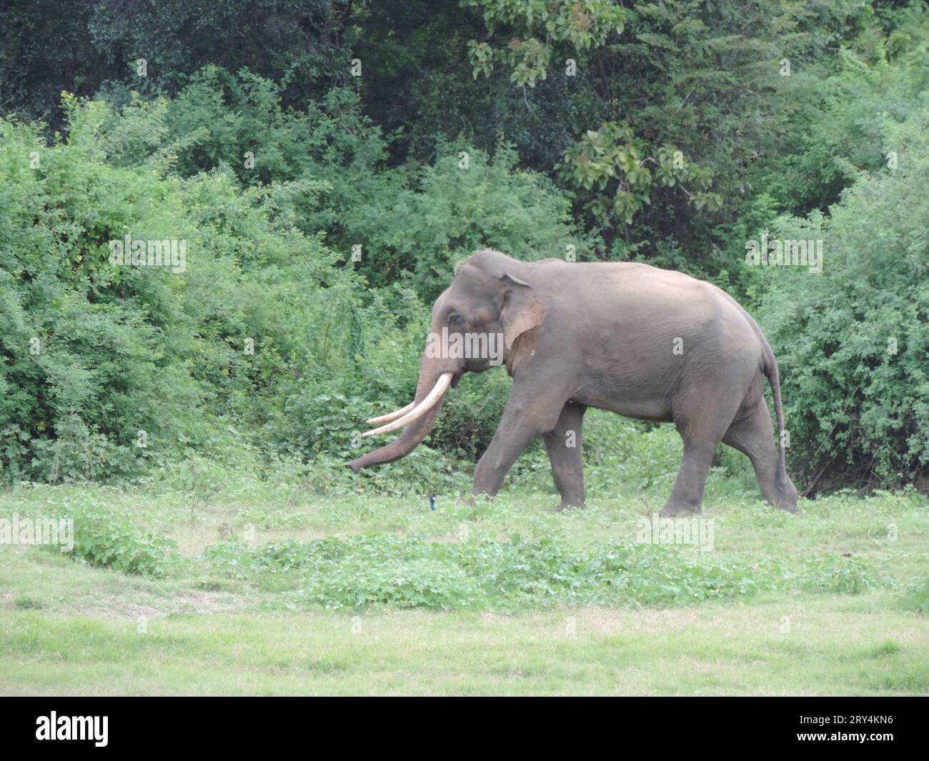 Sri Lankan Elephants and Tuskers in the Wild. Visit Sri Lanka Stock ...