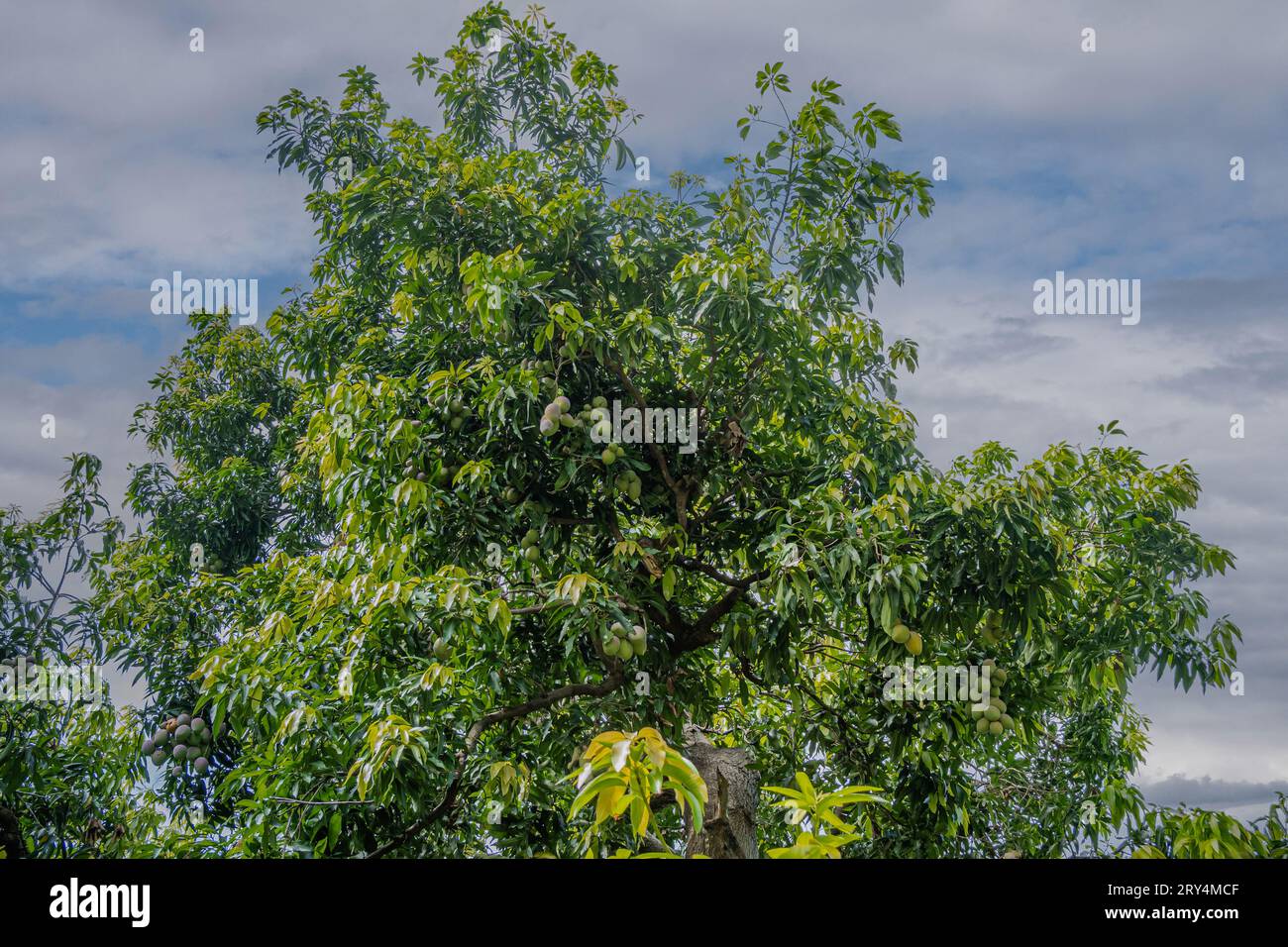 Mexico tree mango hi-res stock photography and images - Alamy