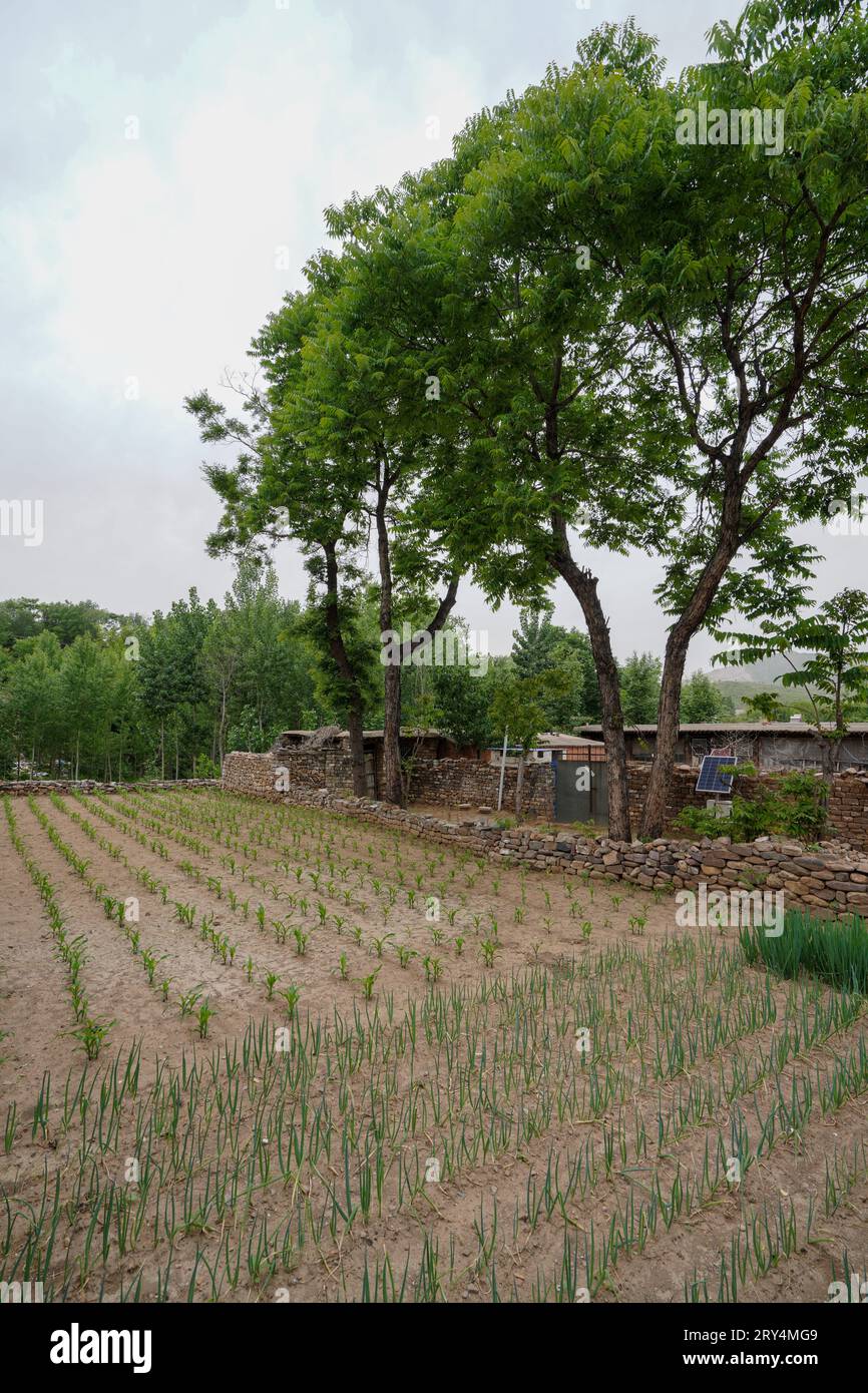 Trees in front of rural houses, North China Stock Photo - Alamy