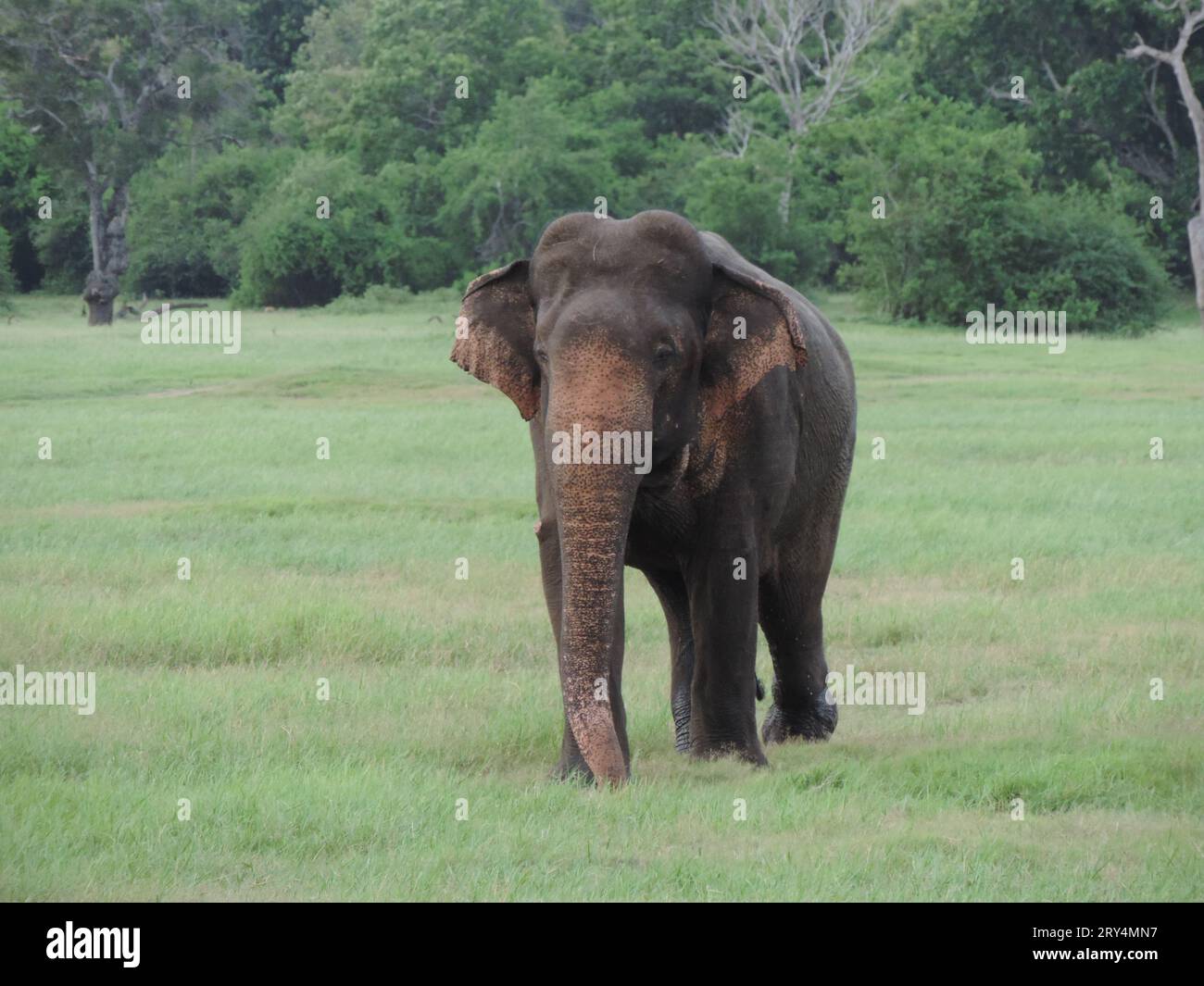 Sri Lankan Elephants and Tuskers in the Wild. Visit Sri Lanka Stock ...
