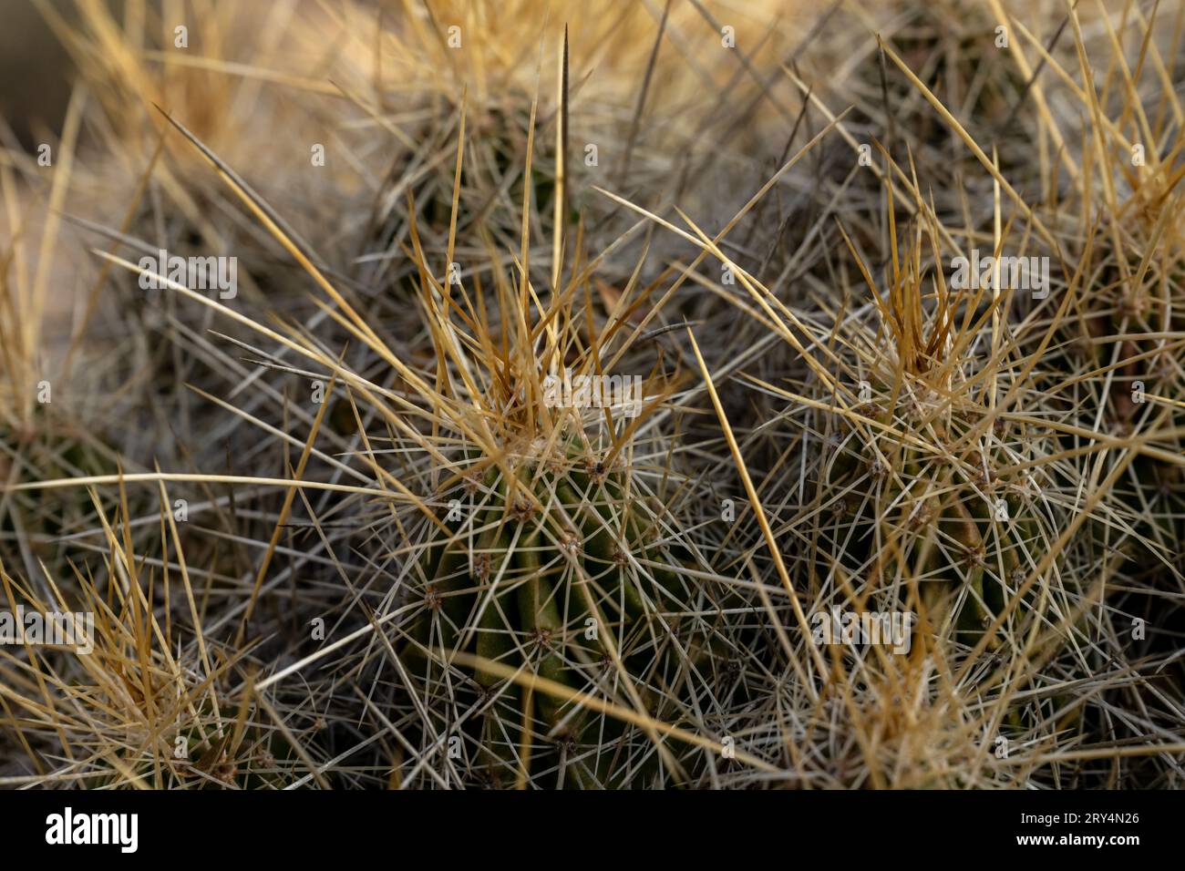 Multiple spines hi-res stock photography and images - Alamy
