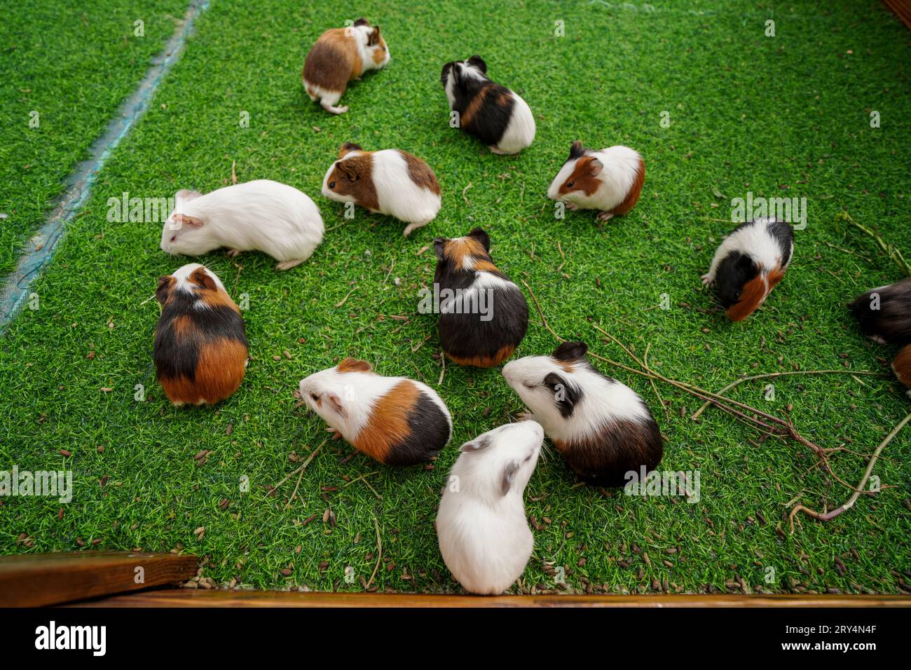 Cute Dutch mouse on the lawn in a zoo Stock Photo - Alamy