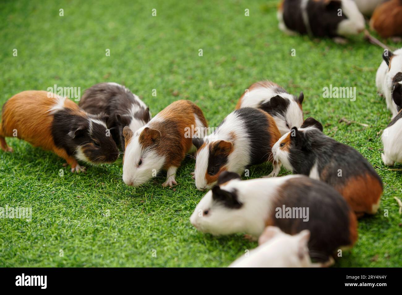 Cute Dutch mouse on the lawn in a zoo Stock Photo - Alamy