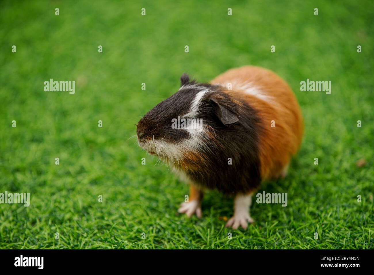 Cute Dutch mouse on the lawn in a zoo Stock Photo - Alamy