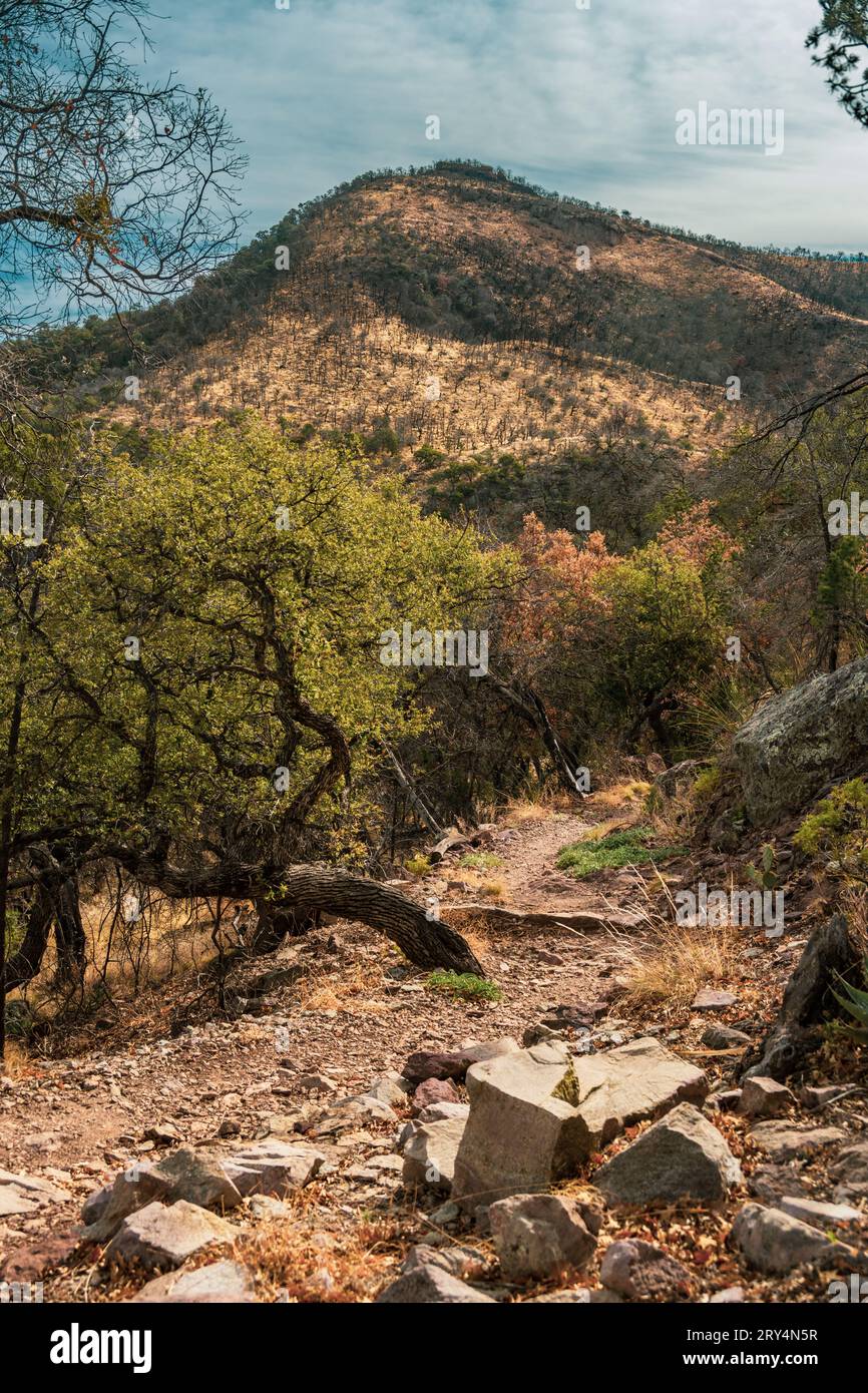Twisted Trees Along Colima Trail In The Chisos Mountains Of Big Bend ...