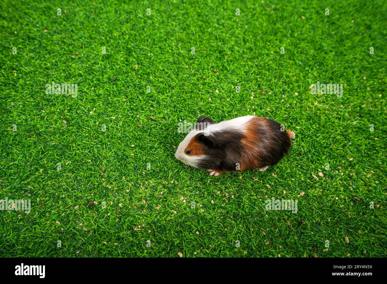 Cute Dutch mouse on the lawn in a zoo Stock Photo - Alamy