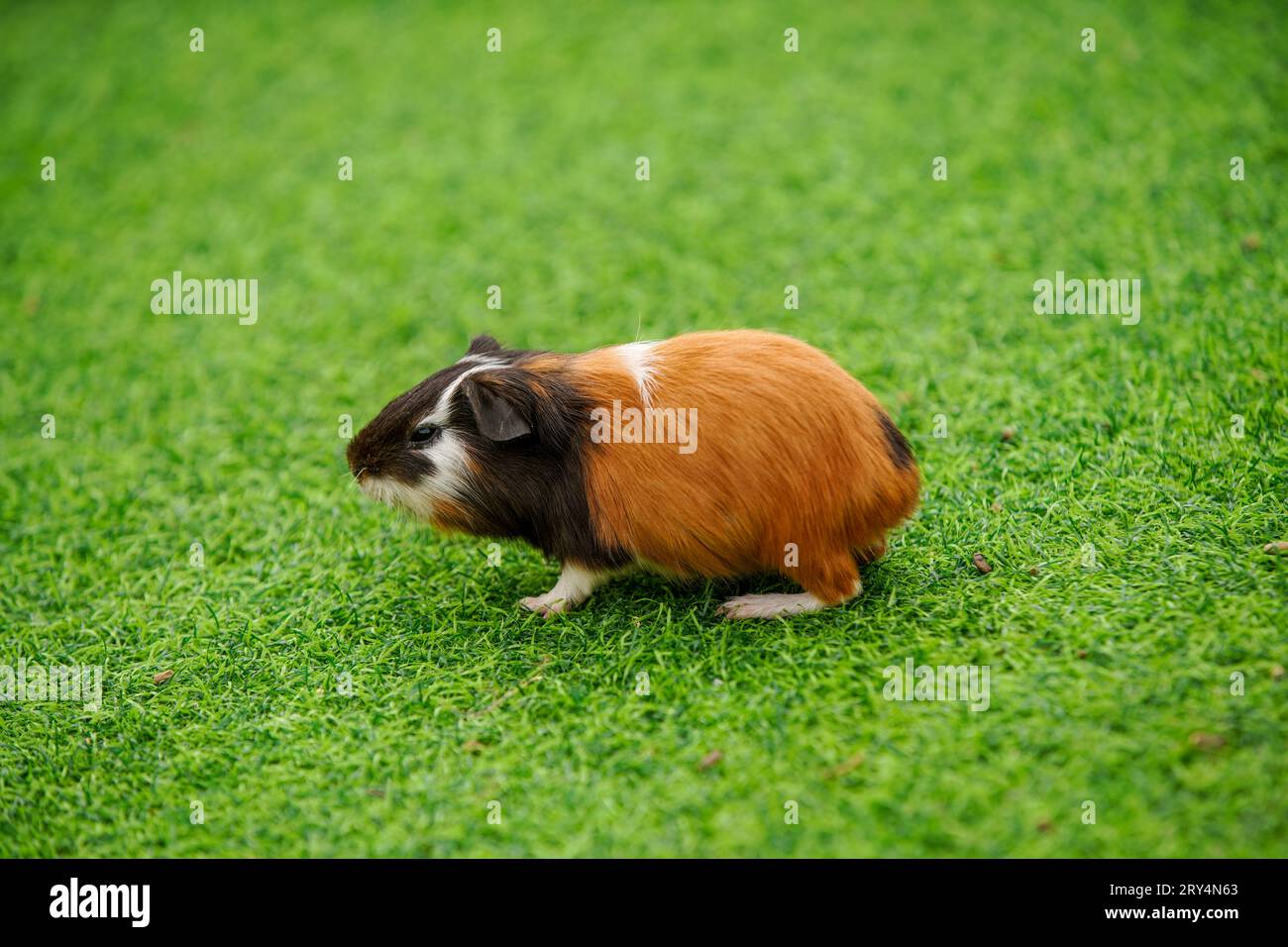 Dutch mouse hi-res stock photography and images - Alamy