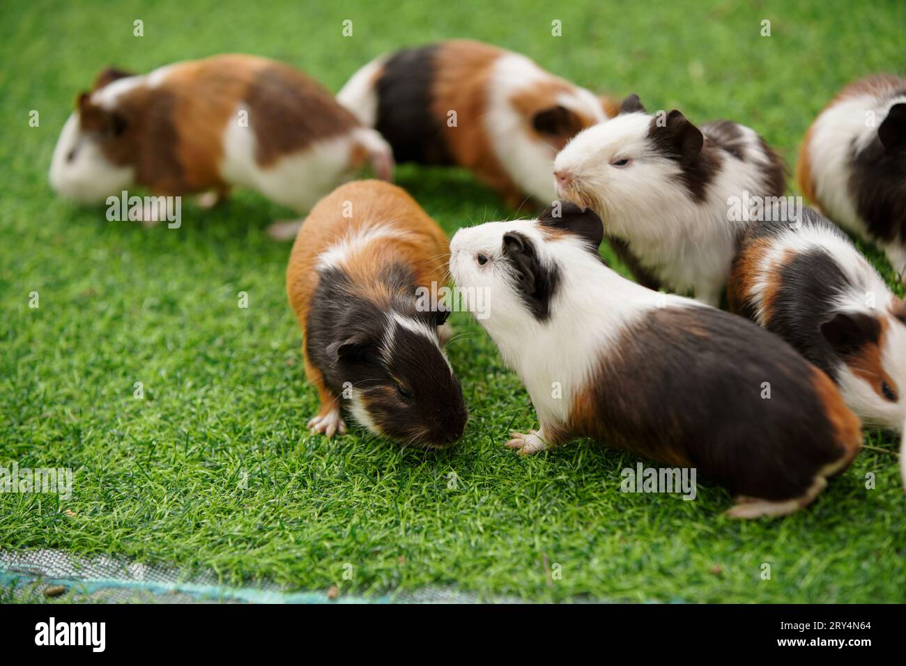 Cute Dutch mouse on the lawn in a zoo Stock Photo - Alamy