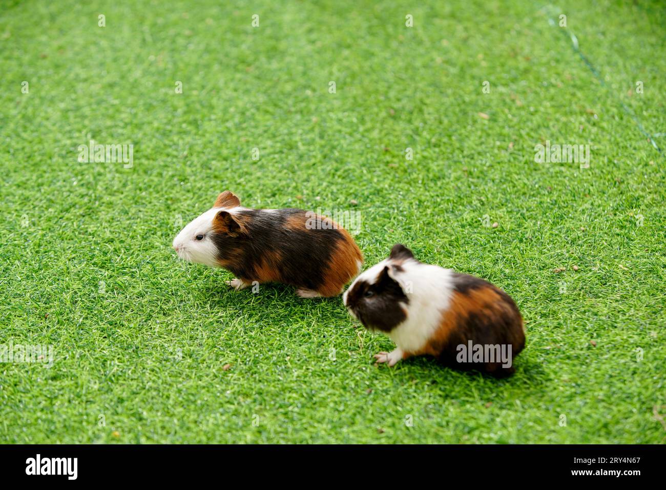 Cute Dutch mouse on the lawn in a zoo Stock Photo - Alamy