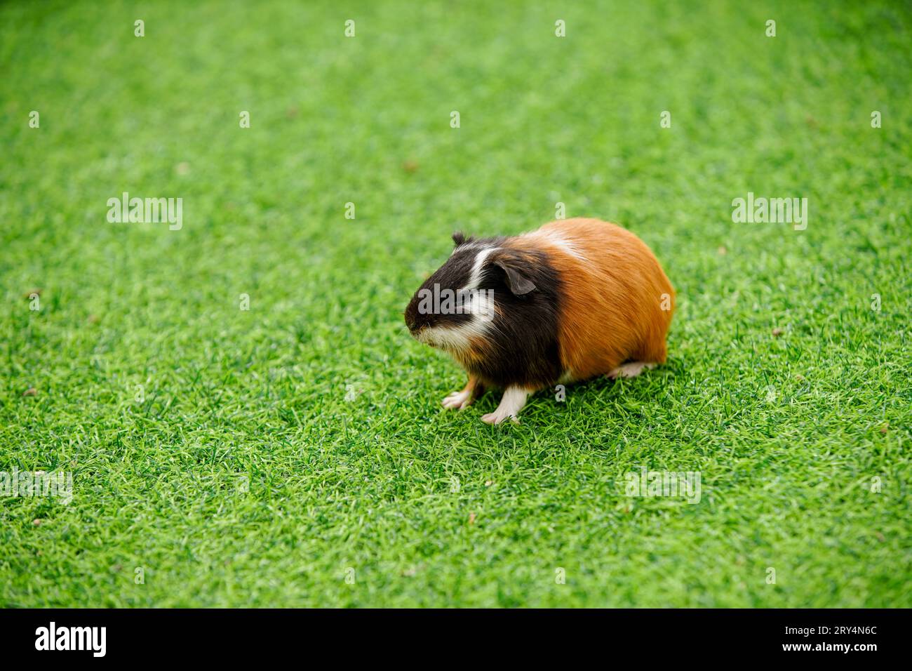 Dutch mouse hi-res stock photography and images - Alamy