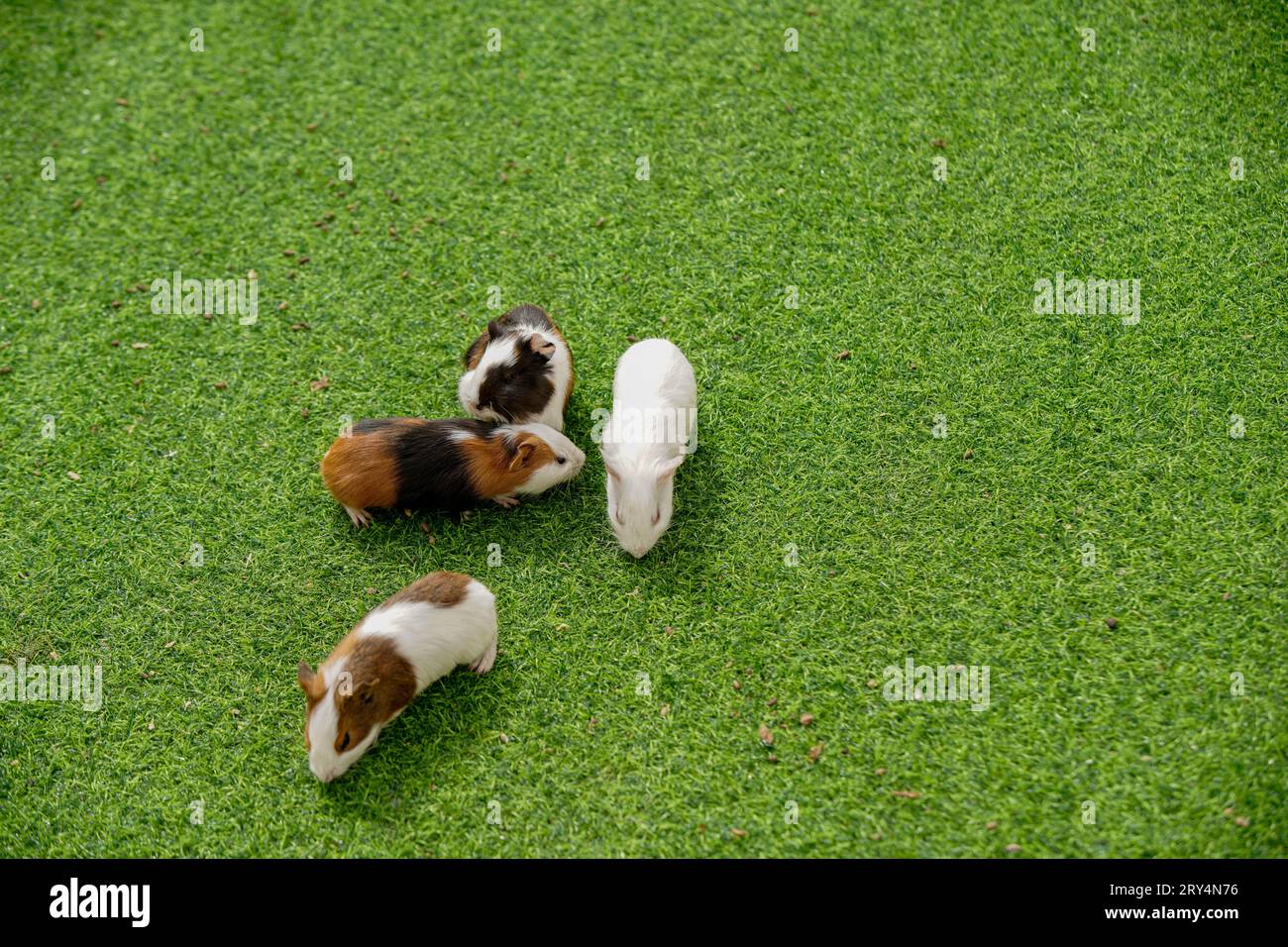 Cute Dutch mouse on the lawn in a zoo Stock Photo - Alamy
