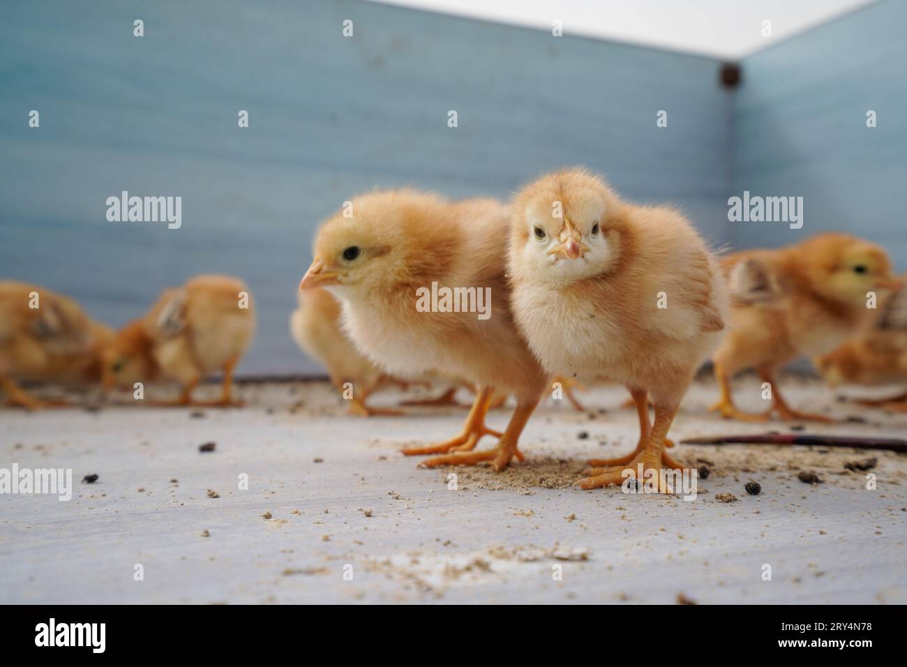 The chick is in the farm Stock Photo - Alamy