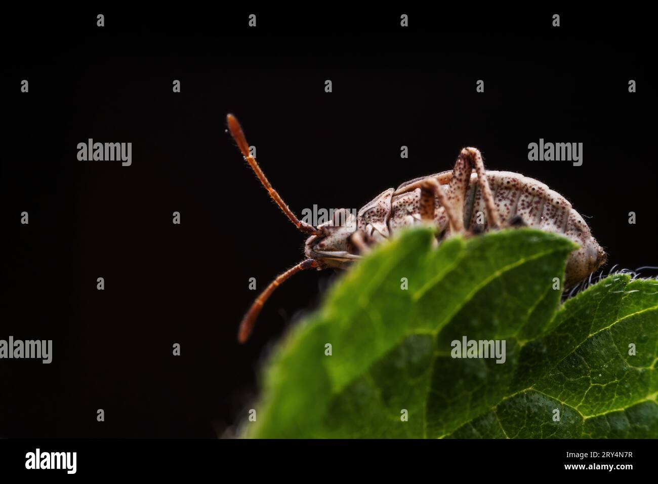 Stinkbug nymph inhabits the leaves of wild plants Stock Photo - Alamy