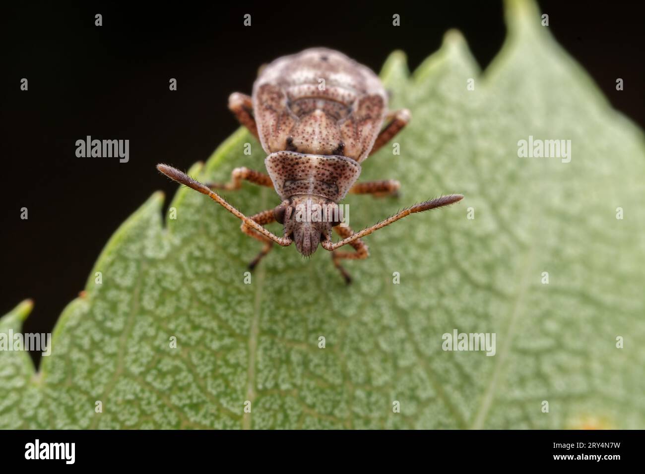 Stinkbug nymph inhabits the leaves of wild plants Stock Photo - Alamy