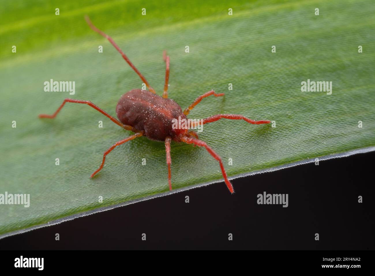 mite inhabiting on the leaves of wild plants Stock Photo - Alamy